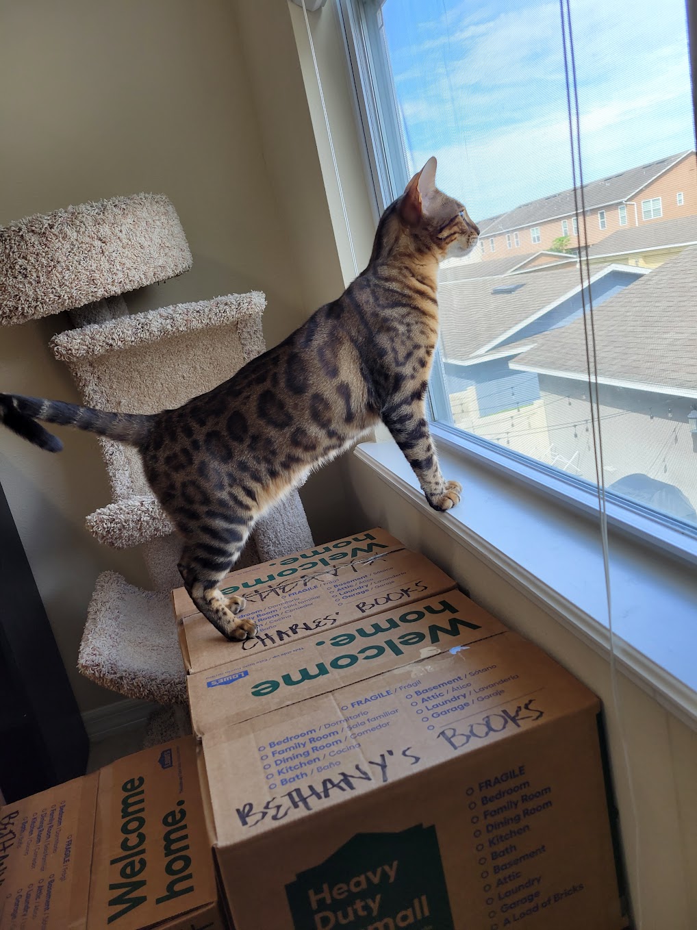 Moving Cross Country in a Car with a Cat